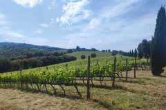 Gallery - TERRA NERA Tuscany