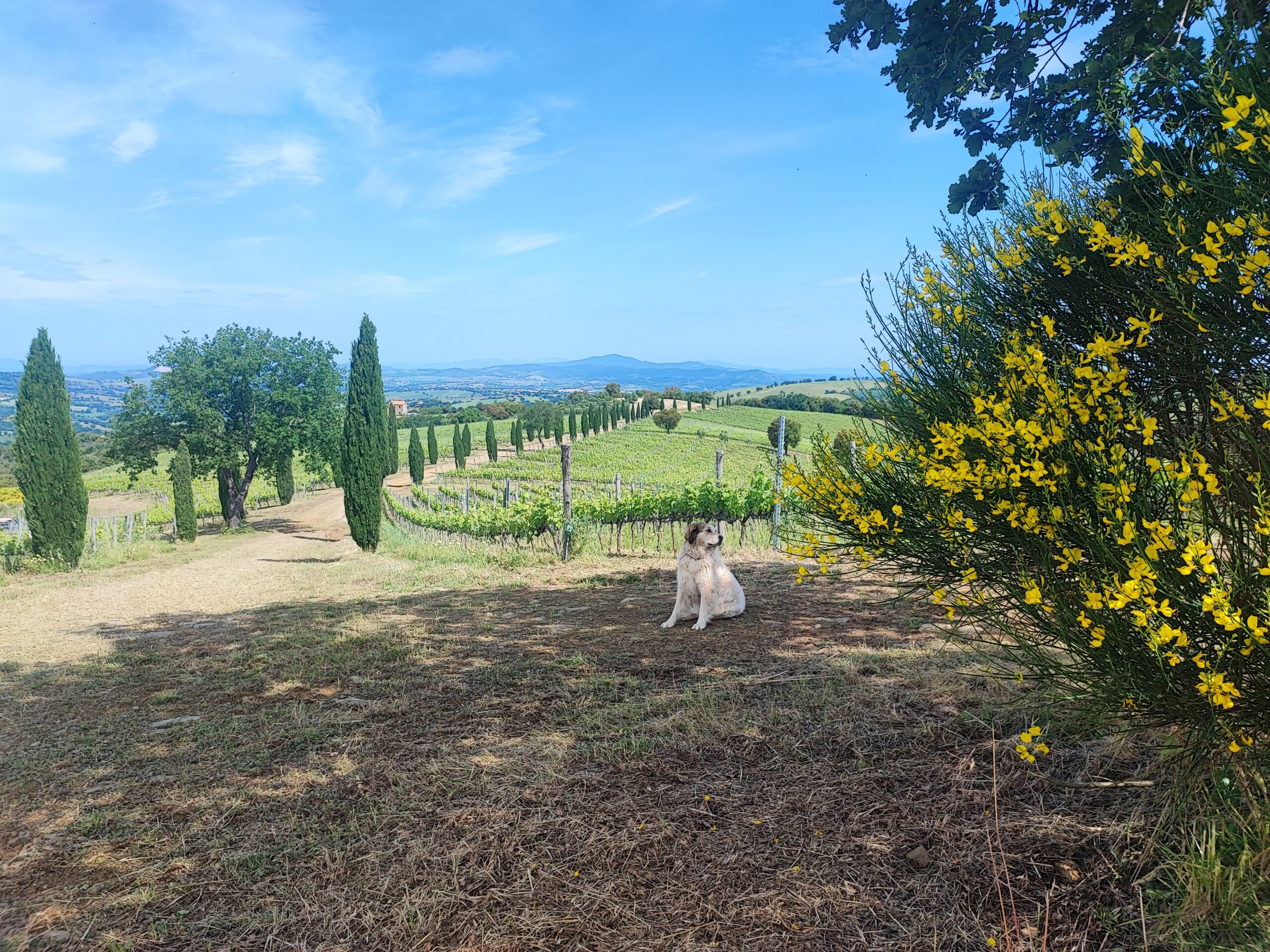 TERRA NERA Tuscany - TERRA NERA Tuscany